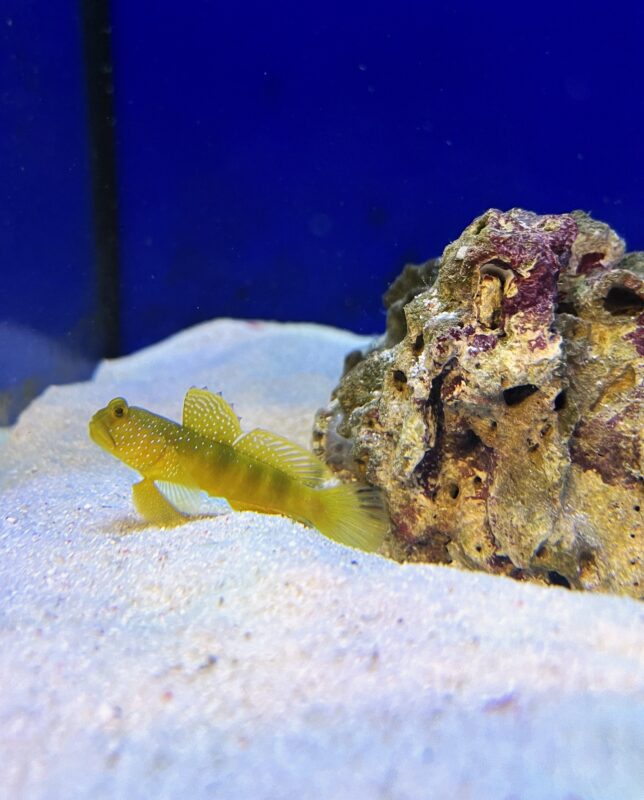 Akwarystyka morska | Sklep Amazing Reef | bezkręgowce | koralowce ...