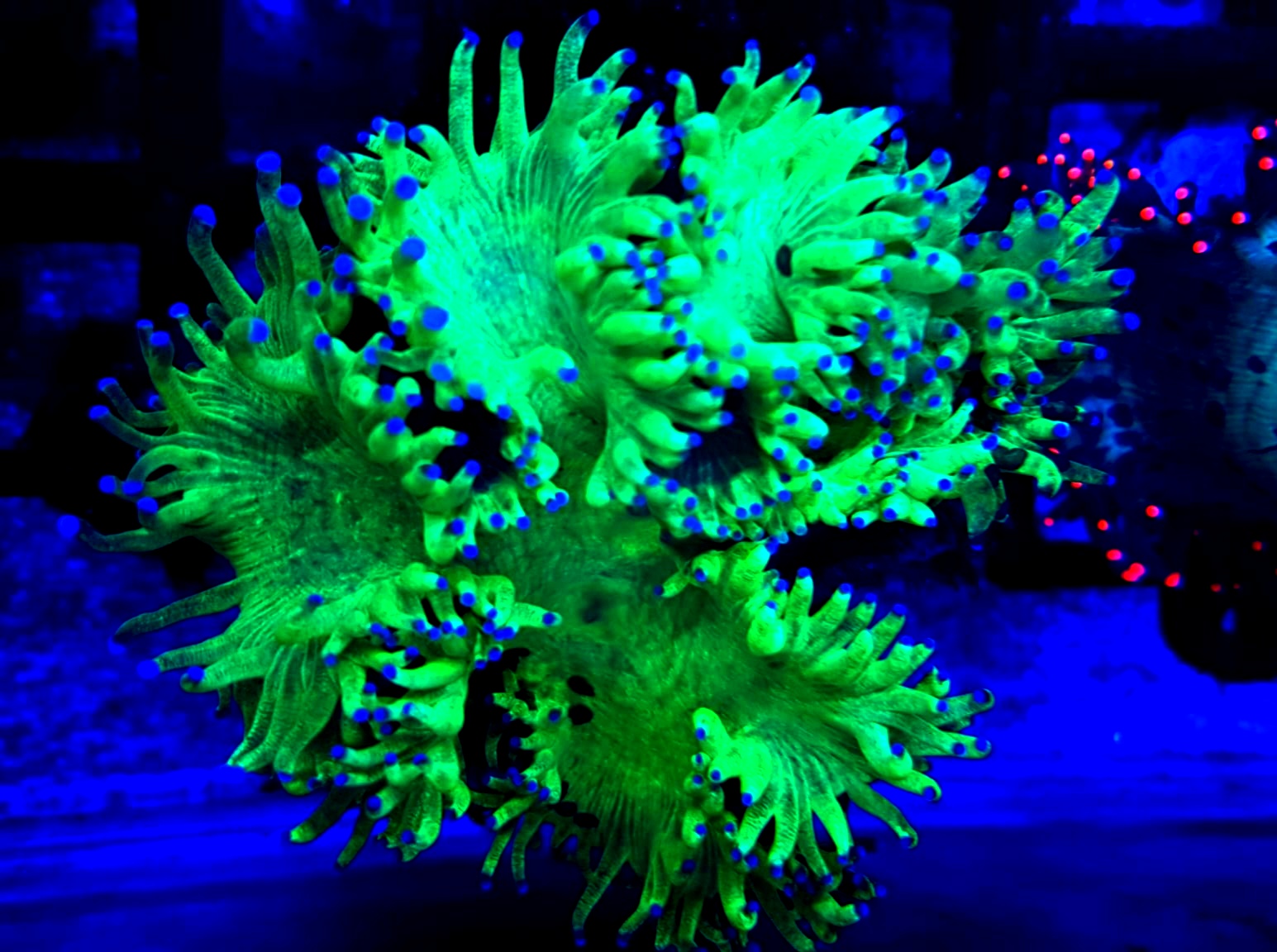 Catalaphyllia Green | Sklep Amazing Reef